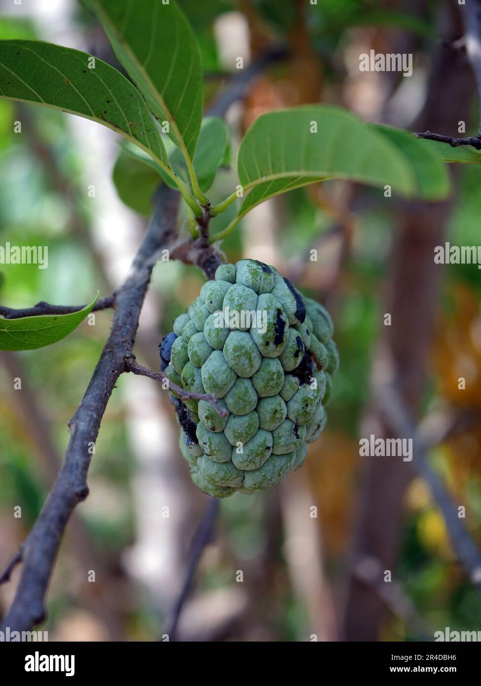 Tree sugar fruit tropical hi-res stock photography and images - Alamy
