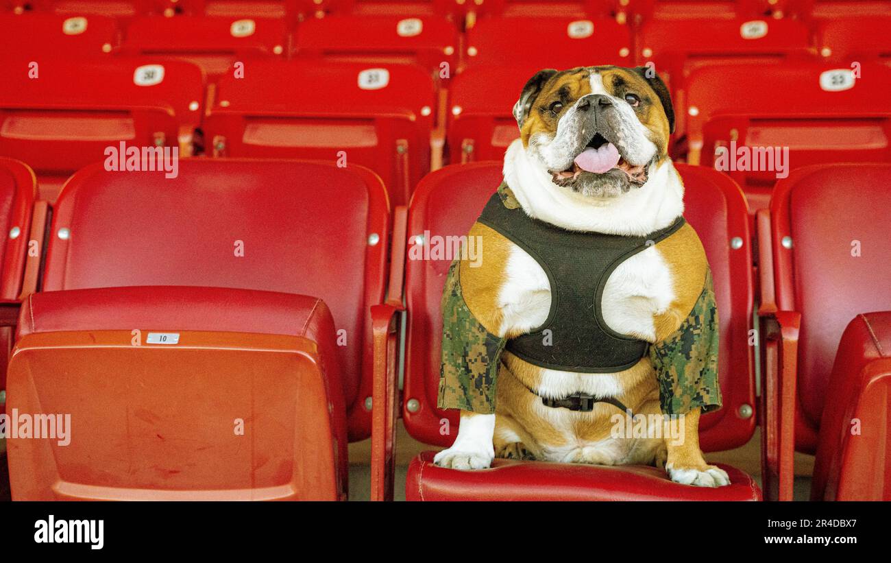 U.S Marine Corps Cpl. Manny, the mascot of Marine Corps Recruit Depot ...