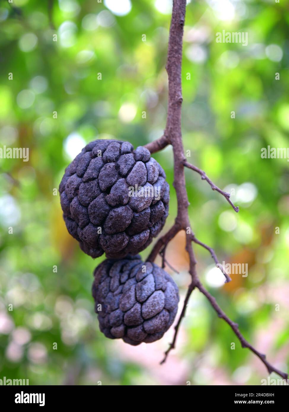 Srikaya tree hi-res stock photography and images - Alamy