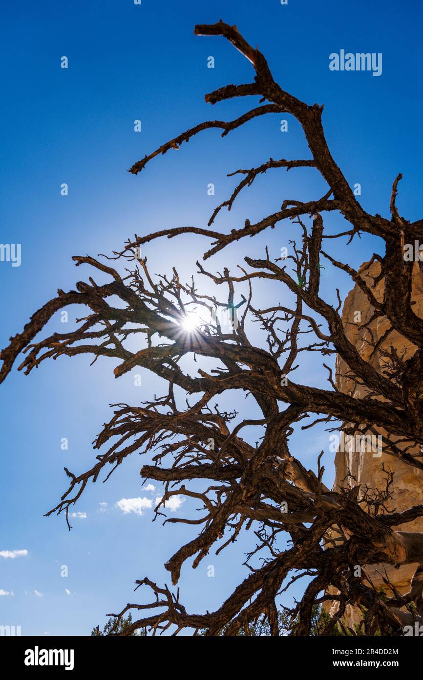 Backlit dead pinon tree limbs; Grosvenor Arch; Grand Staircase ...