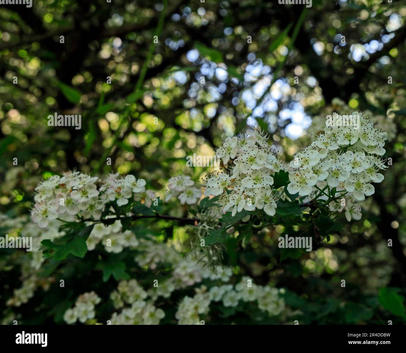 Mayflower tree flower hi-res stock photography and images - Alamy