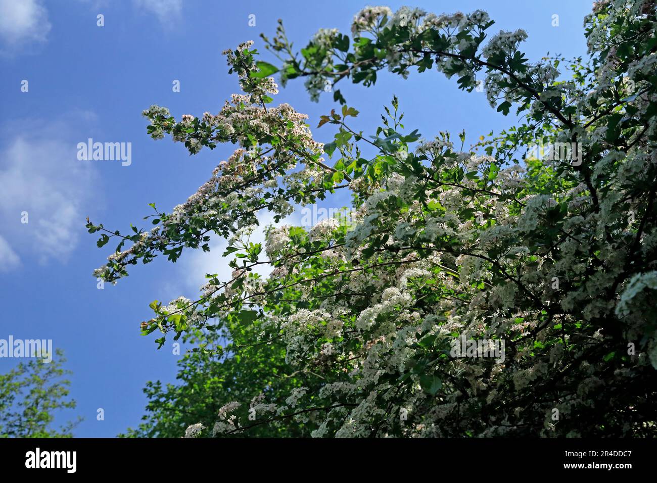 Mayflower tree hi-res stock photography and images - Alamy
