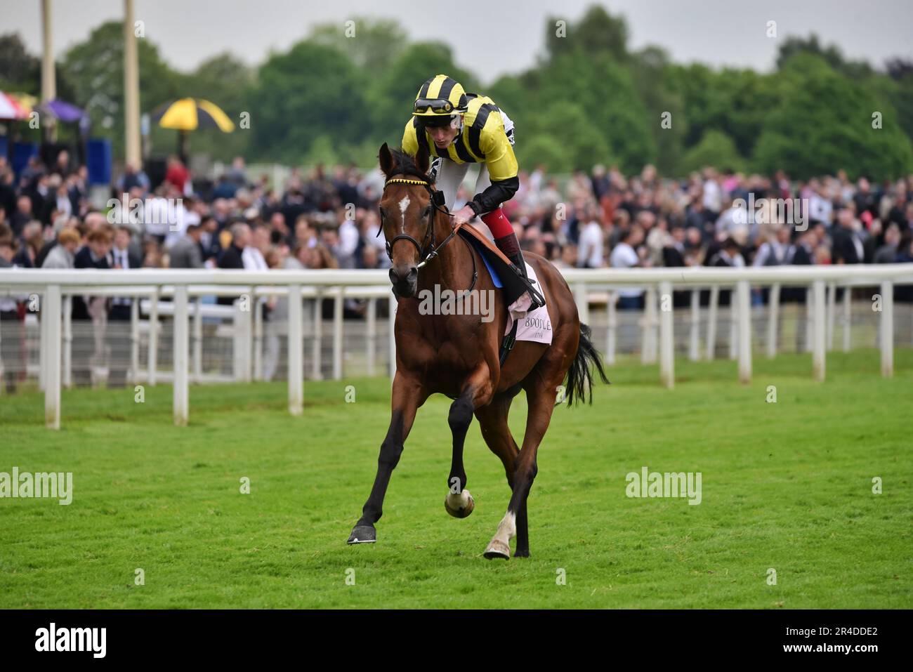 Eldar horse hi-res stock photography and images - Alamy