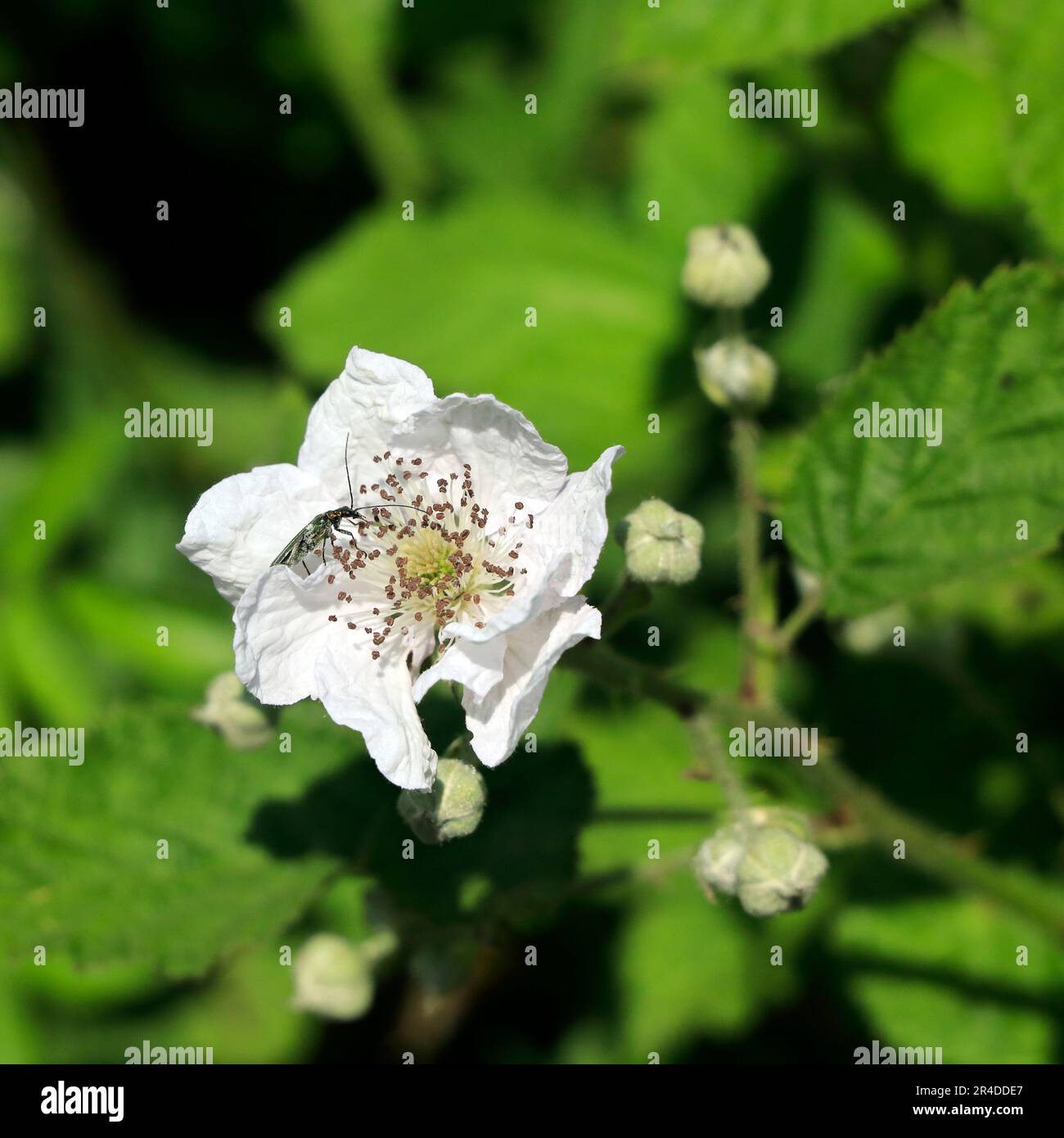 Single, white dog rose, Rosa canina, Cardiff. Taken May 2023. Summer ...