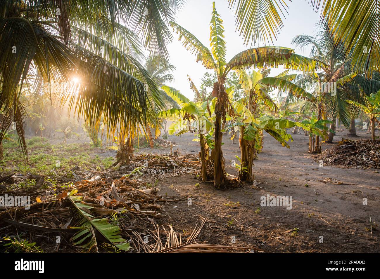 Sunlight filters through a cluster of palm trees in Cartagena Colombia ...