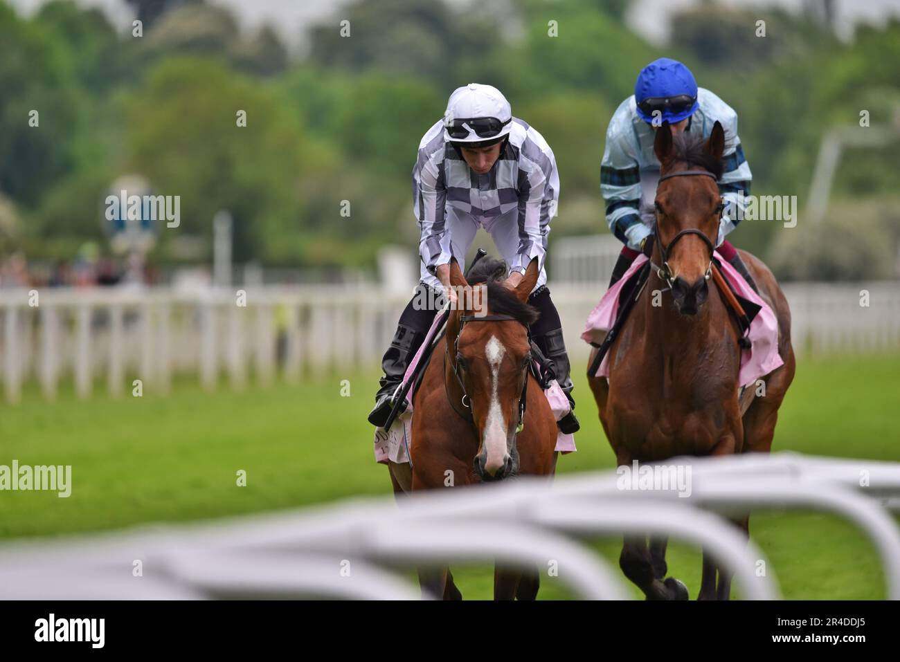 Quickthorn horse hi-res stock photography and images - Alamy