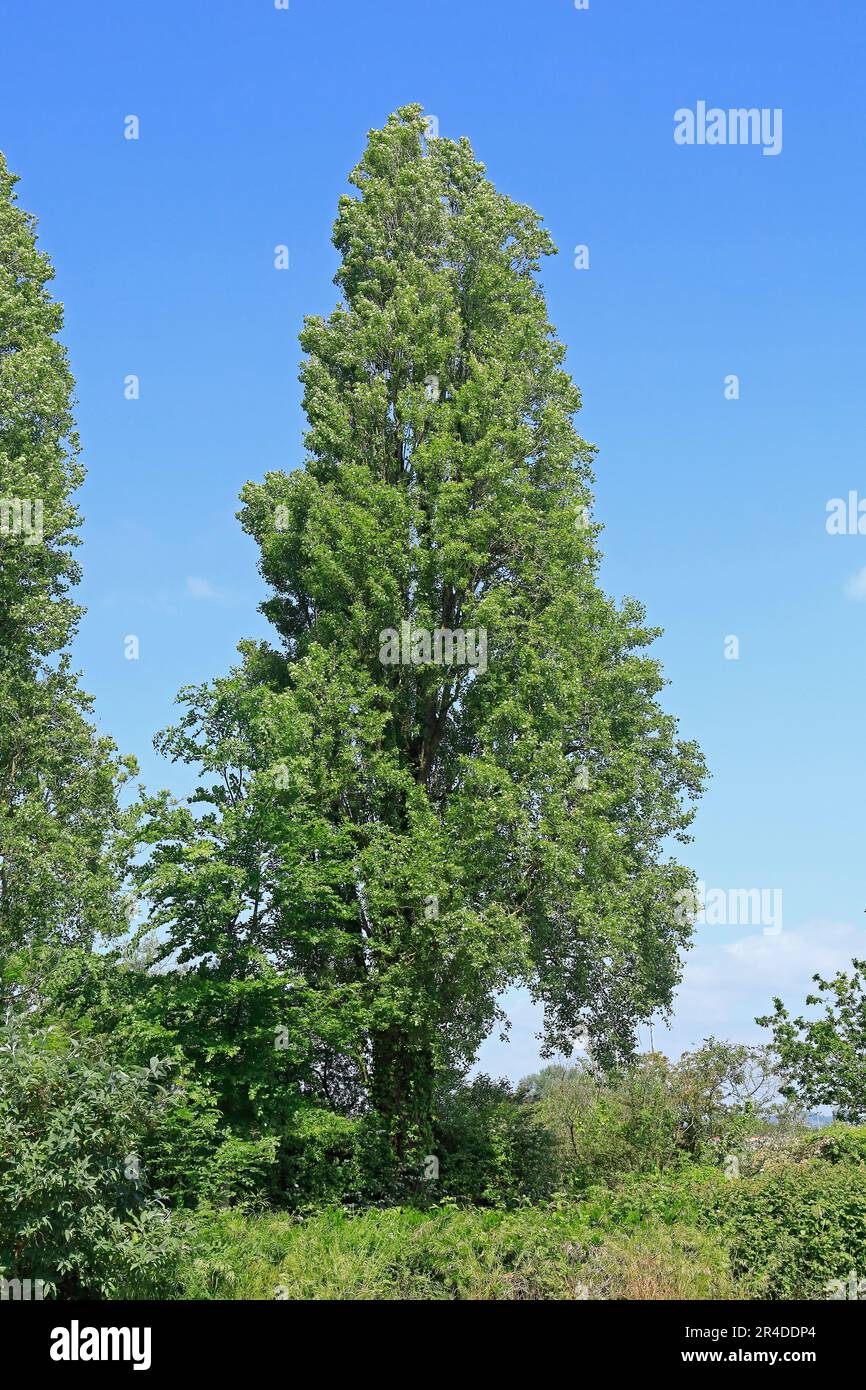 Tall poplar tree against blue sky, Cardiff. Taken May 2023. Summer ...