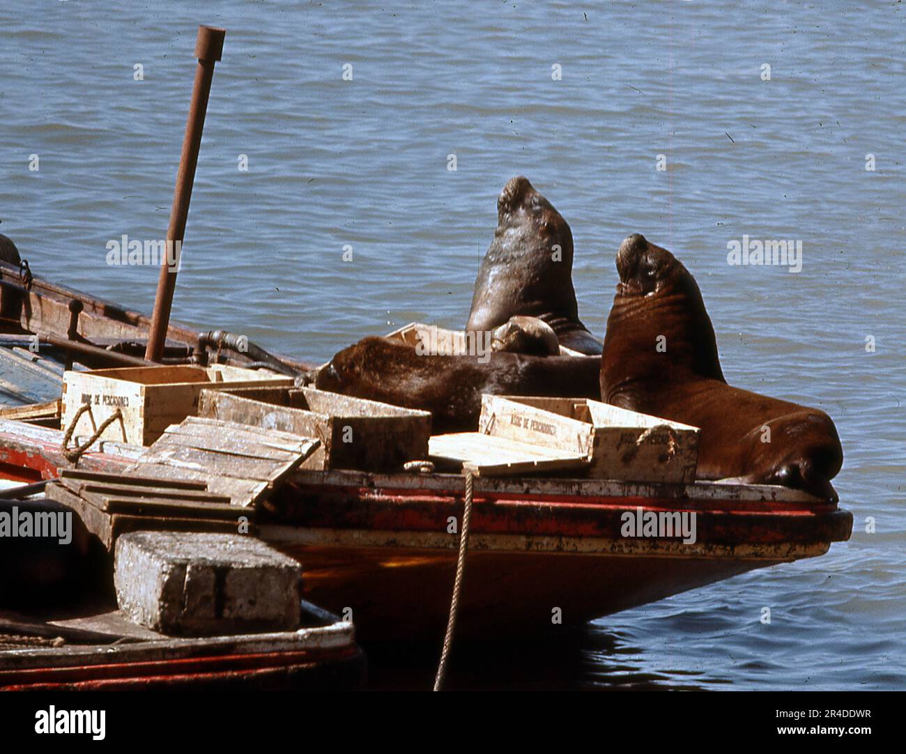 Sea wolves on fishing boats, Mar del Plata port, Argentina, South ...