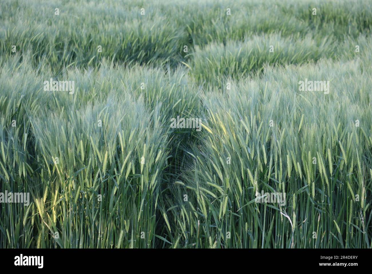 Windy morning hi-res stock photography and images - Alamy