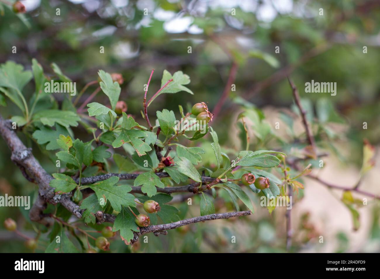 First fruits and leaves of a hawthorn during spring. Crataegus monogyna ...