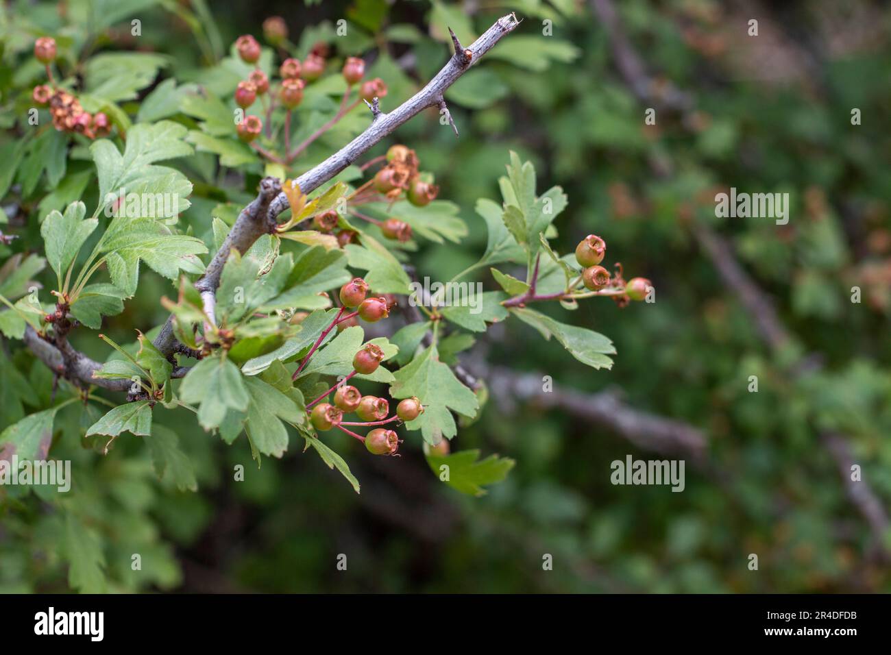 First fruits and leaves of a hawthorn during spring. Crataegus monogyna ...