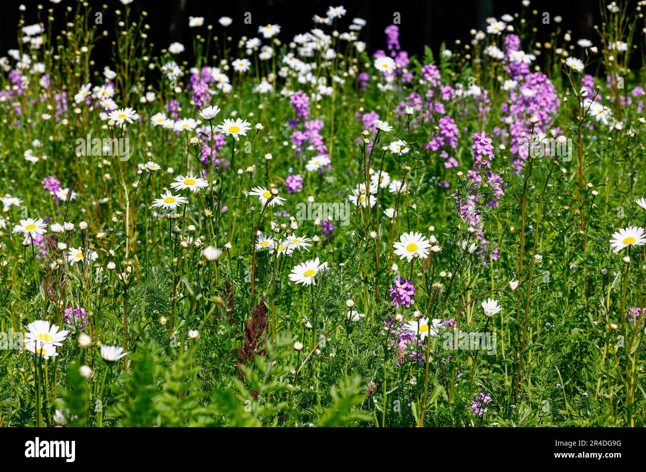 Summer wildflower meadow with white and yellow Oxeye daisies ...