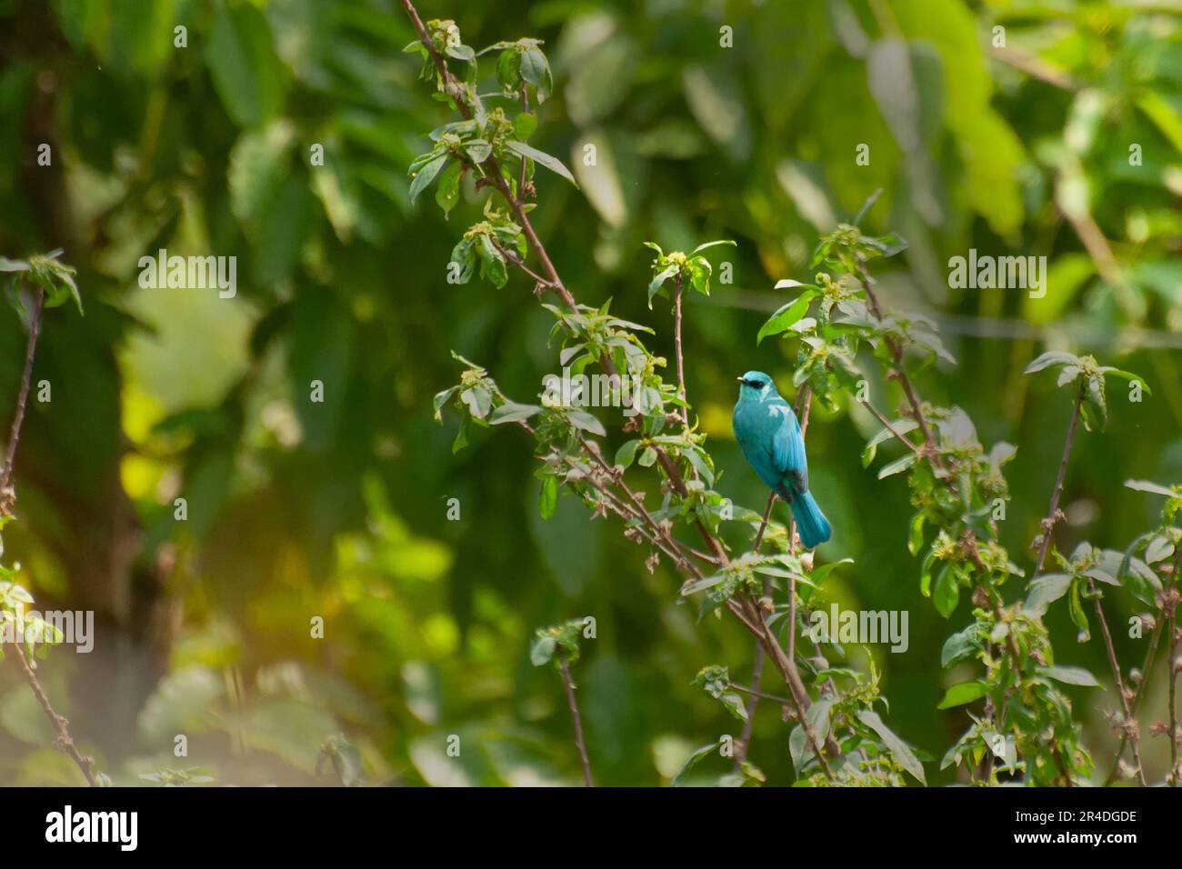 Verditer flycatcher bird, Eumyias thalassinus, Old World flycatcher, in ...