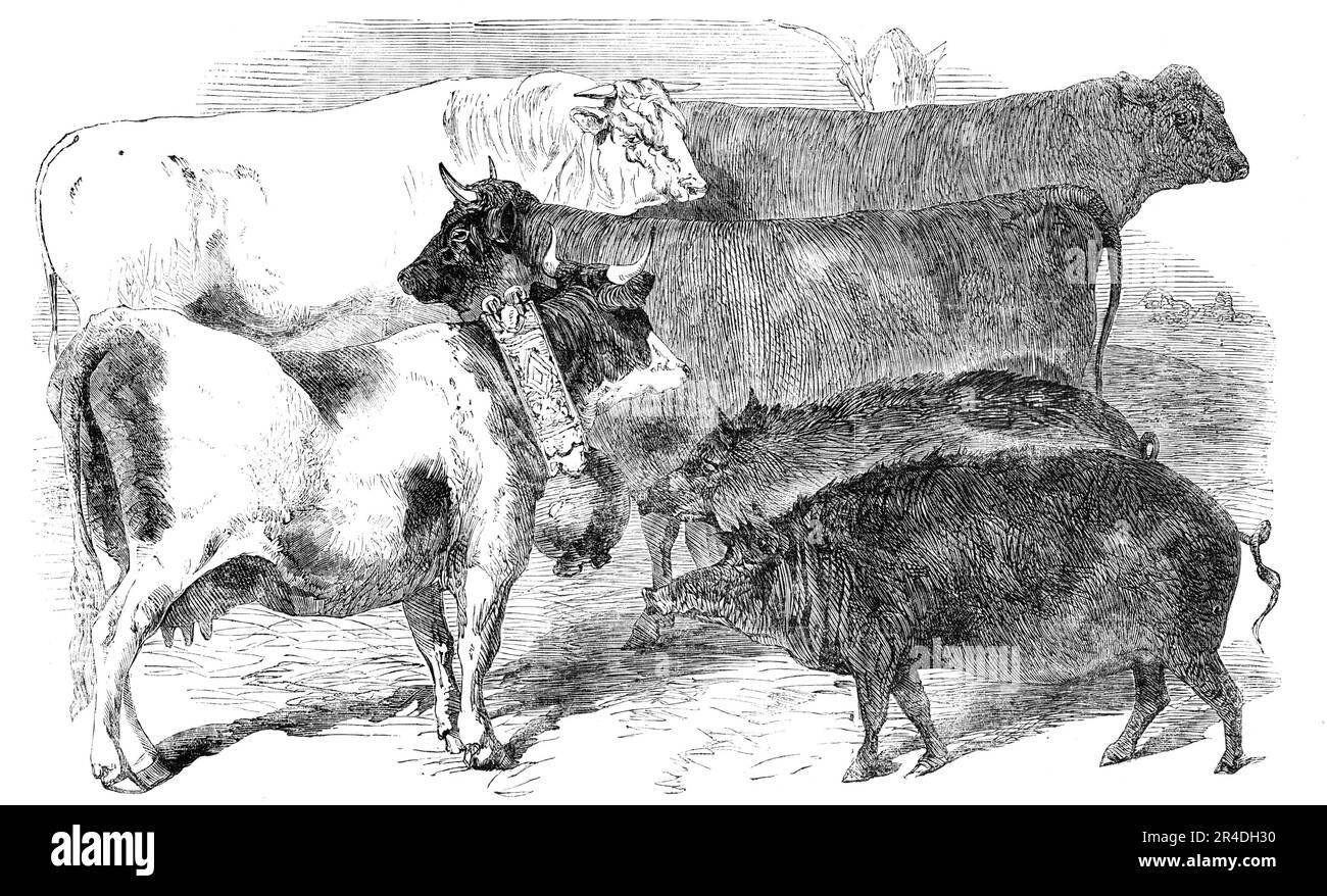 Angus bull engraving hi-res stock photography and images - Alamy