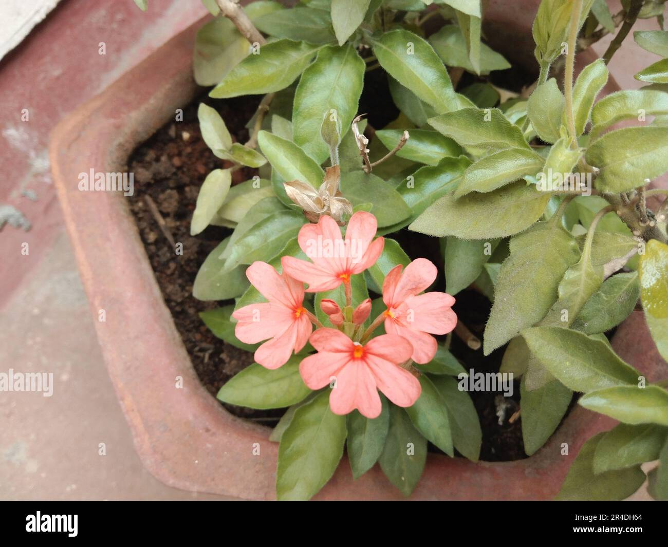closeup view of green plants for multipurpose use of projects Stock ...