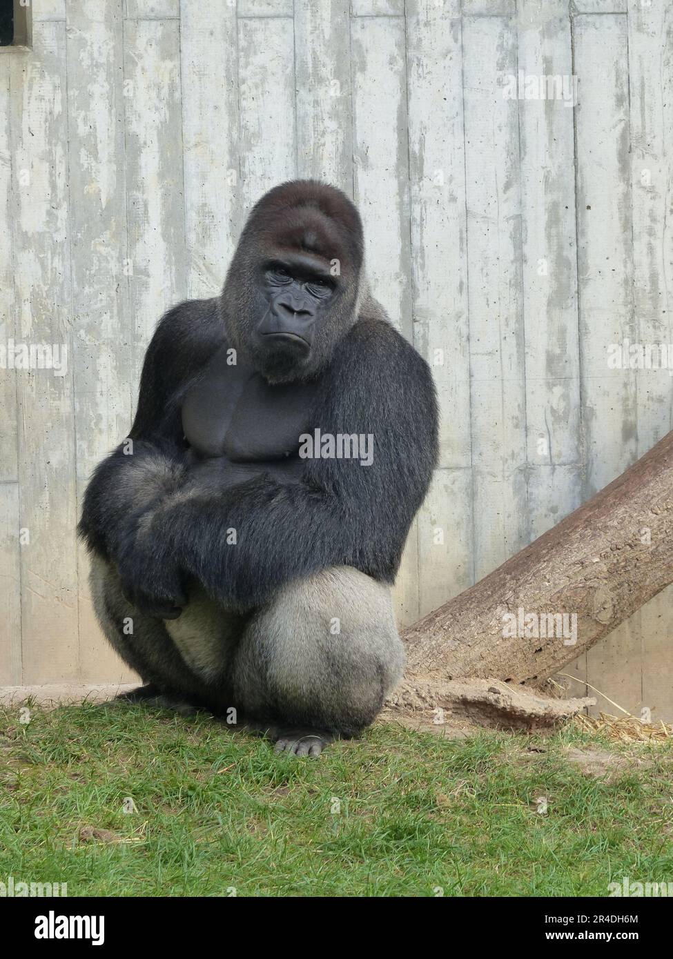 A close-up of a male gorilla relaxing in its natural habitat outdoors ...