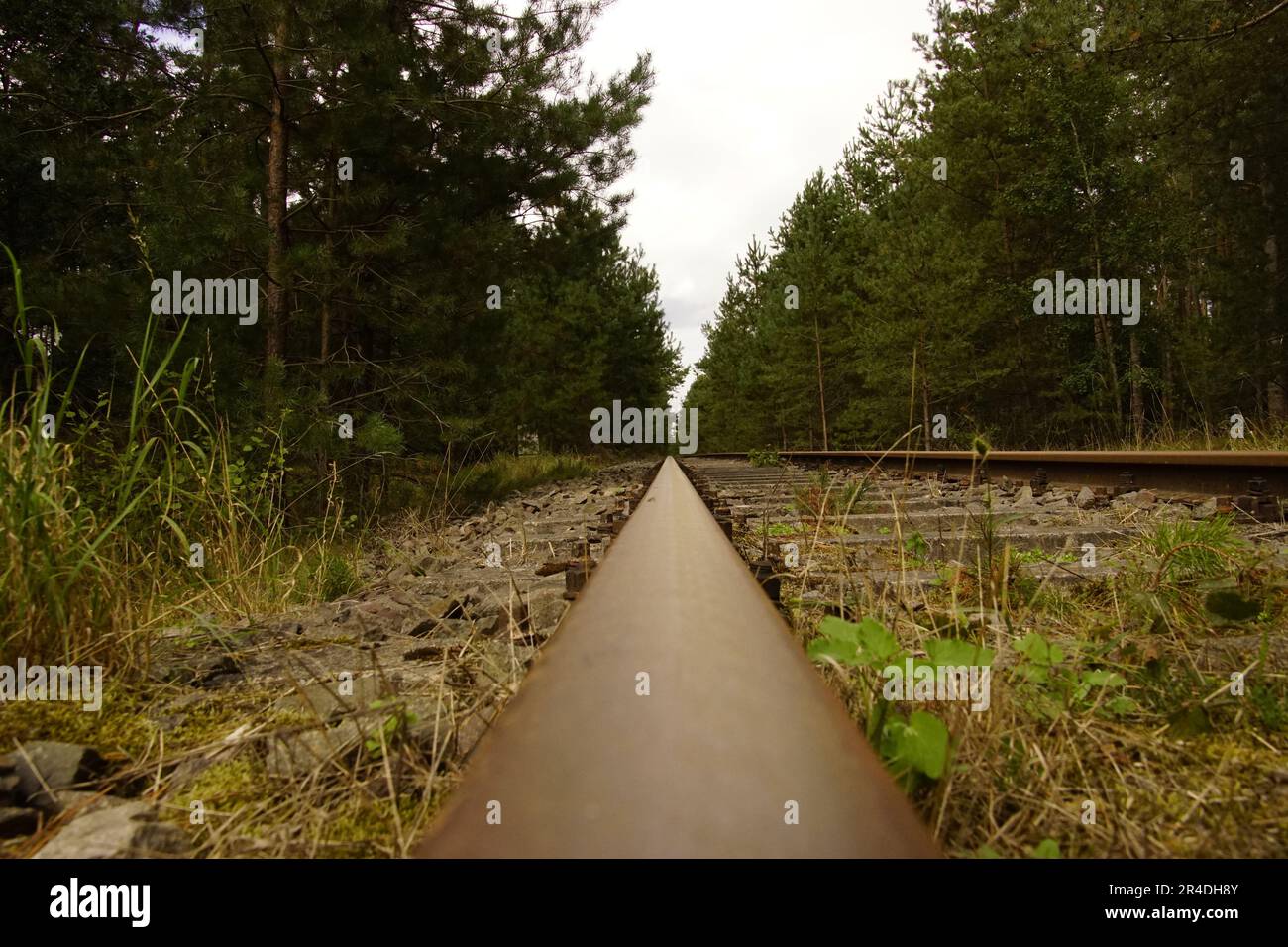 A picturesque scene of an abandoned railroad track, lined with emerald ...
