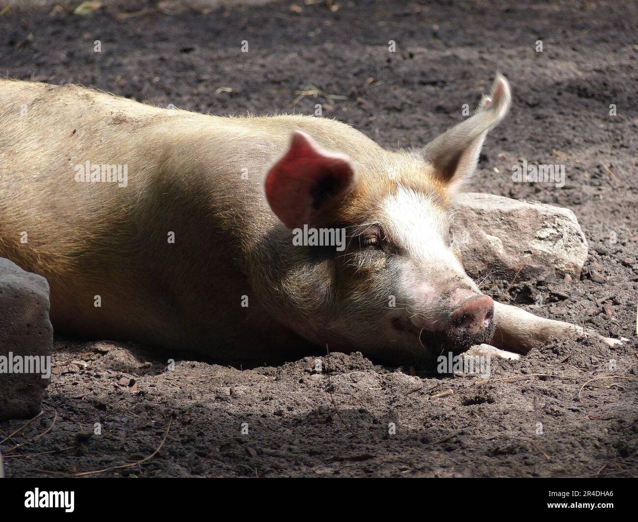 Pig peace hi-res stock photography and images - Alamy