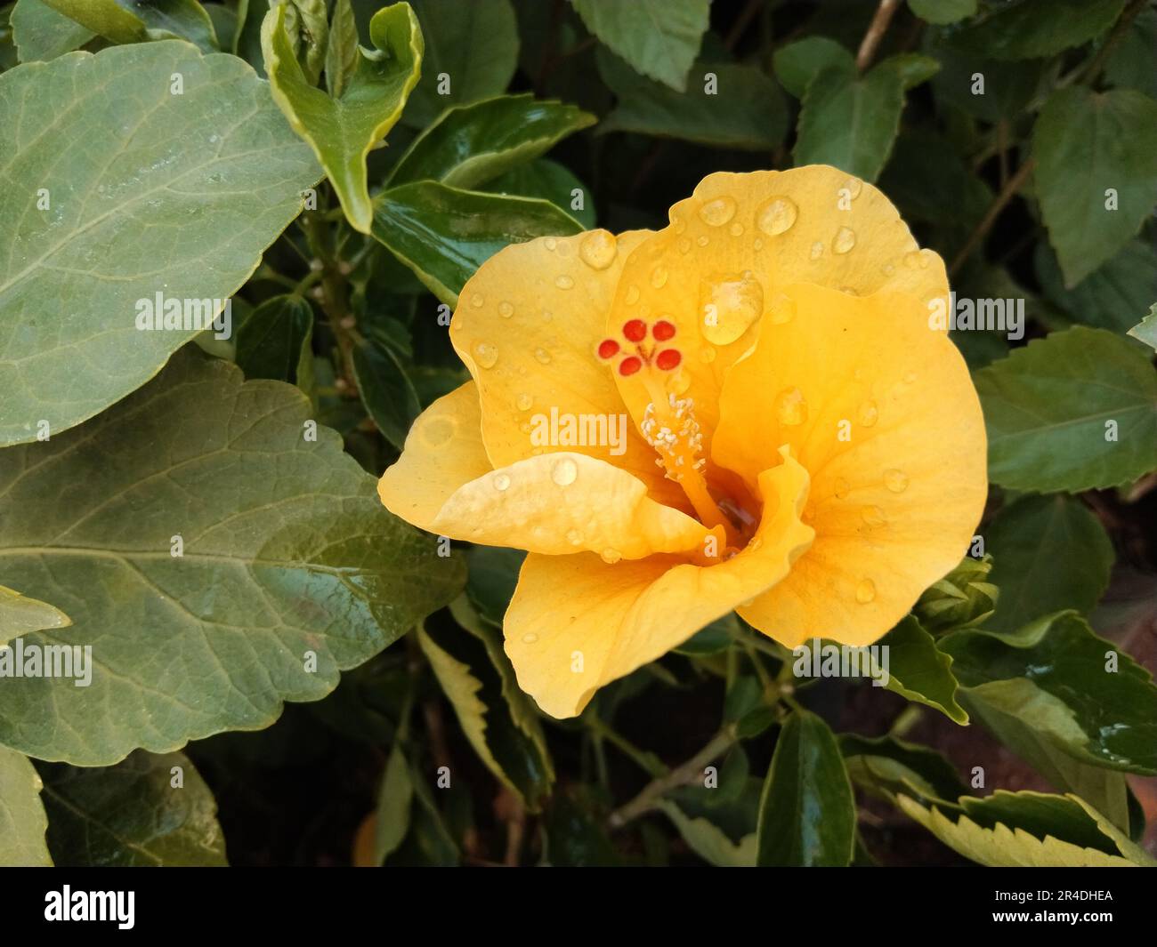 closeup view of hibiscus flowering plants for multipurpose use of ...