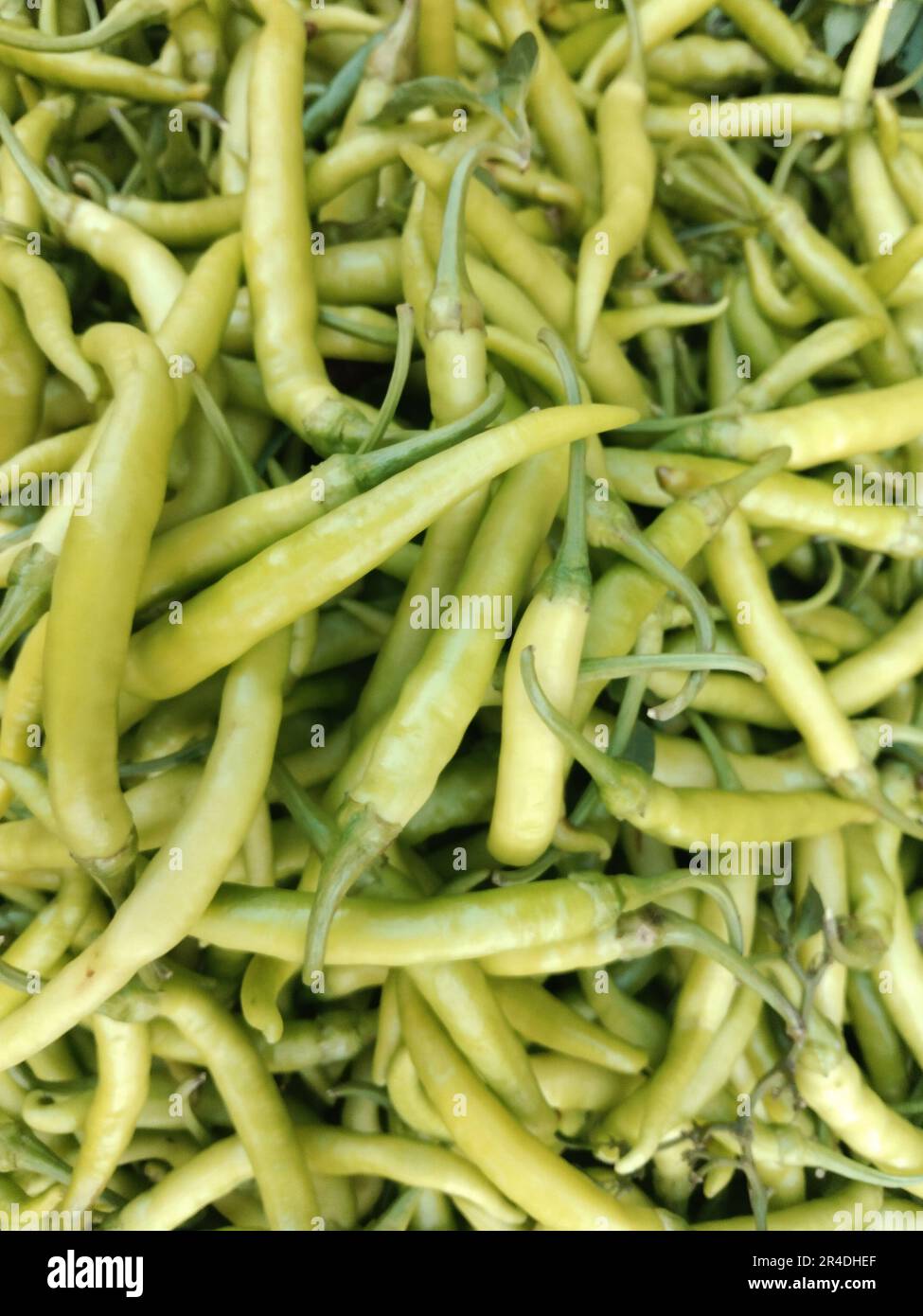Fresh green chillies hi-res stock photography and images - Alamy
