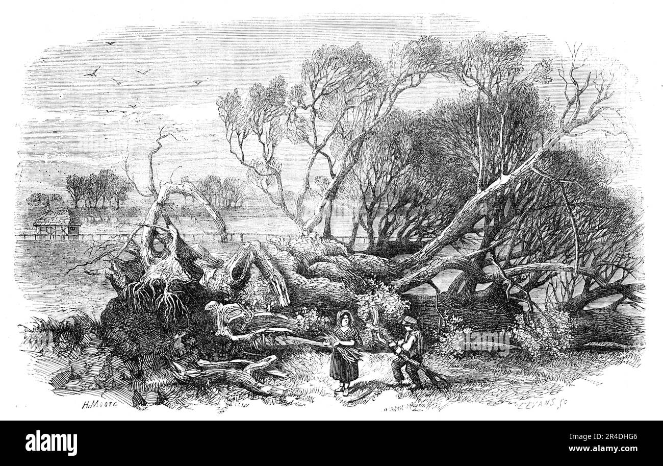 Elm-Tree blown down in Hyde-Park, [London], May 7th, 1856. 'During the ...