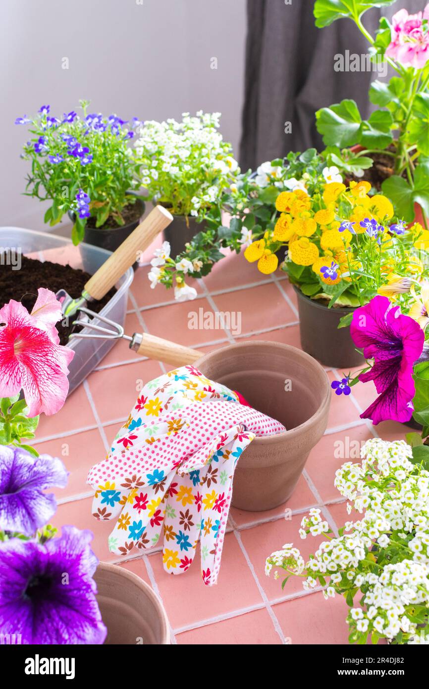 Petunia lobelia geranium hi-res stock photography and images - Alamy