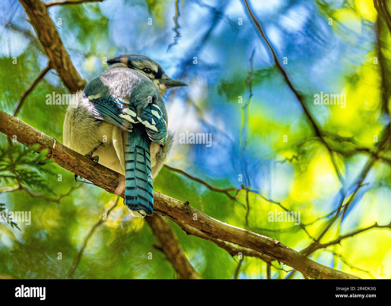 Blue Jay. Birds of Canada. In the Canadian woodland, I met a bird, the ...