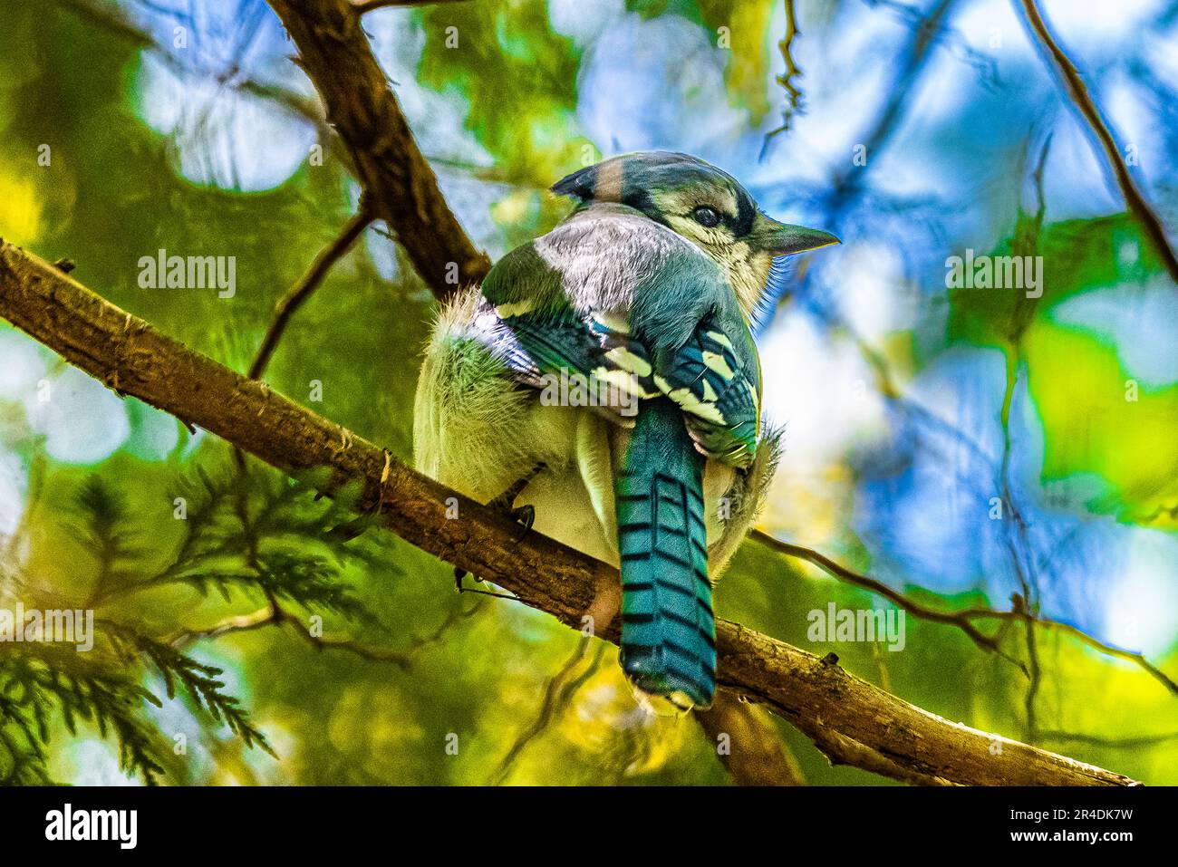 Blue Jay. Birds of Canada. In the Canadian woodland, I met a bird, the ...