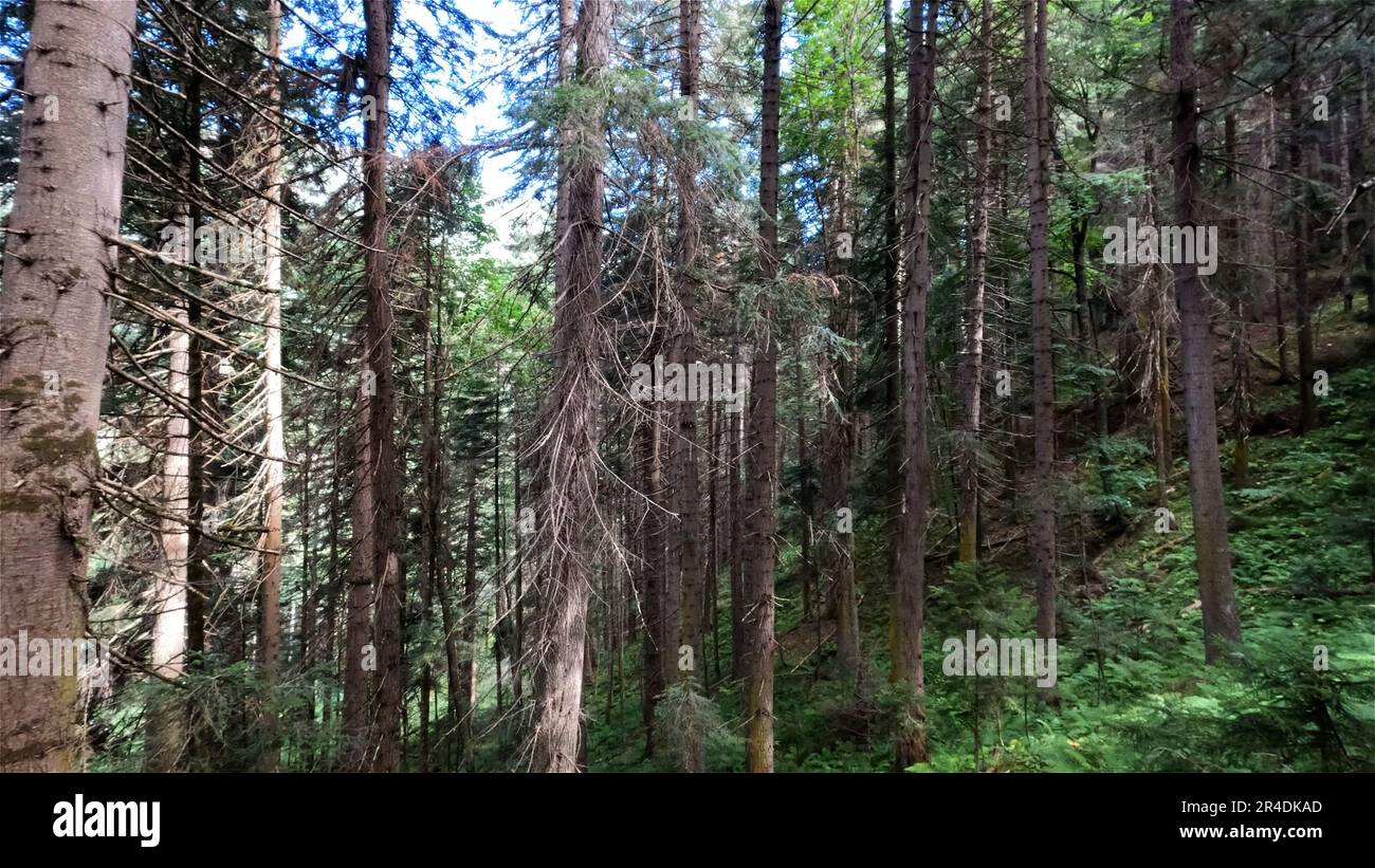 wild forest green foliage - plants, greenery and shrubberies - photo of ...