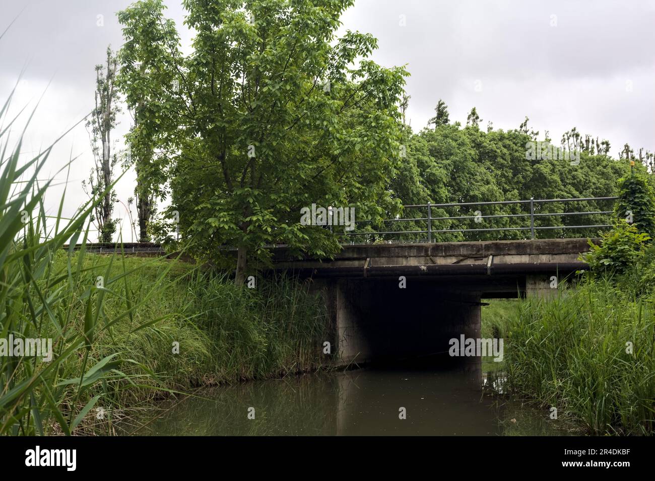 Small bridge with a tree next to it over a brook on a rainy day in the ...