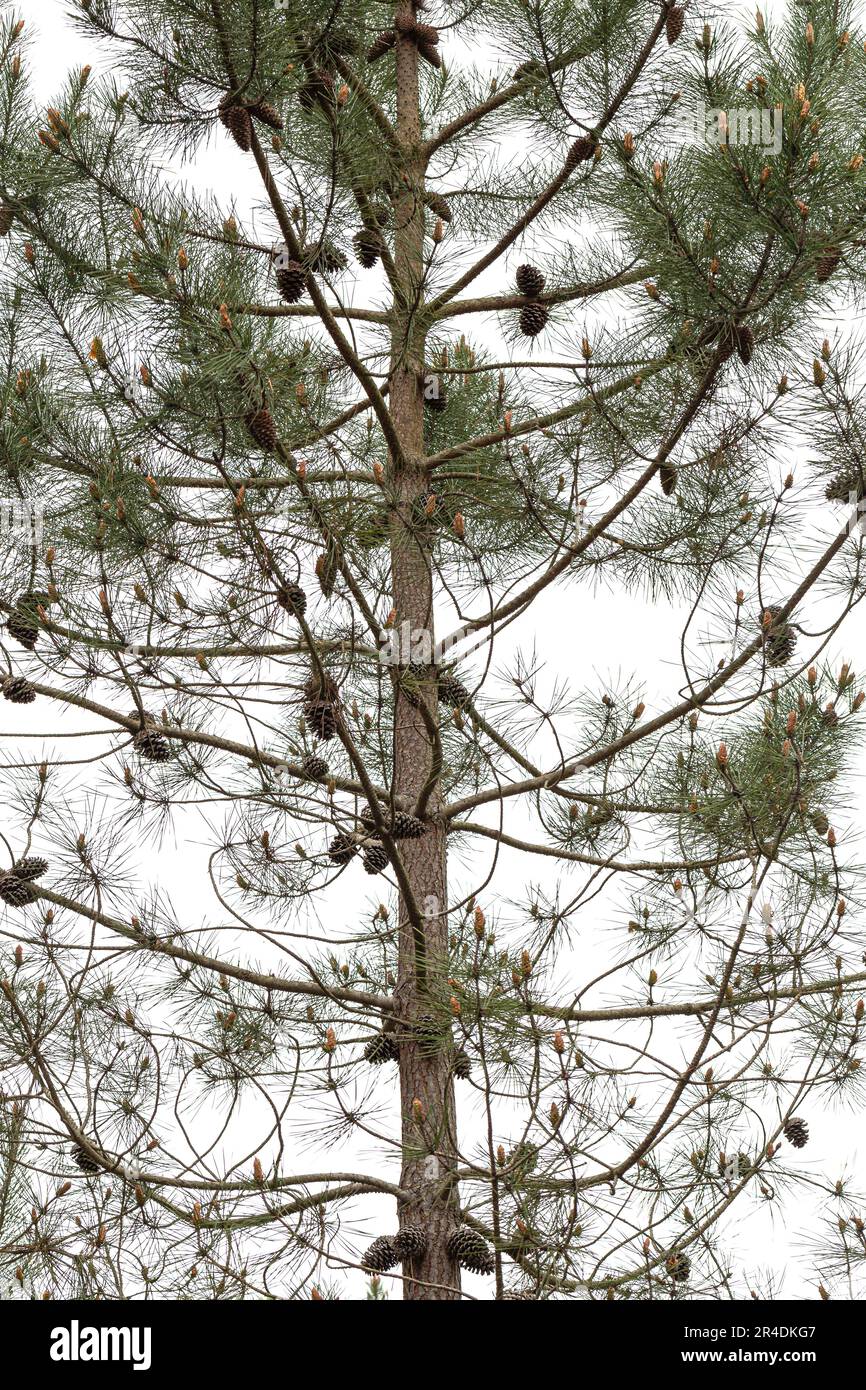 View of the front of a pine tree. Its branches, trunk, cones, leaves ...