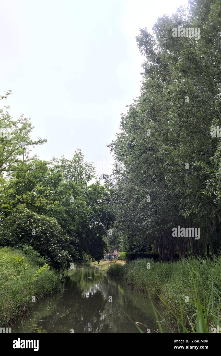 Brook bordered by trees with their reflections casted in the water on a ...