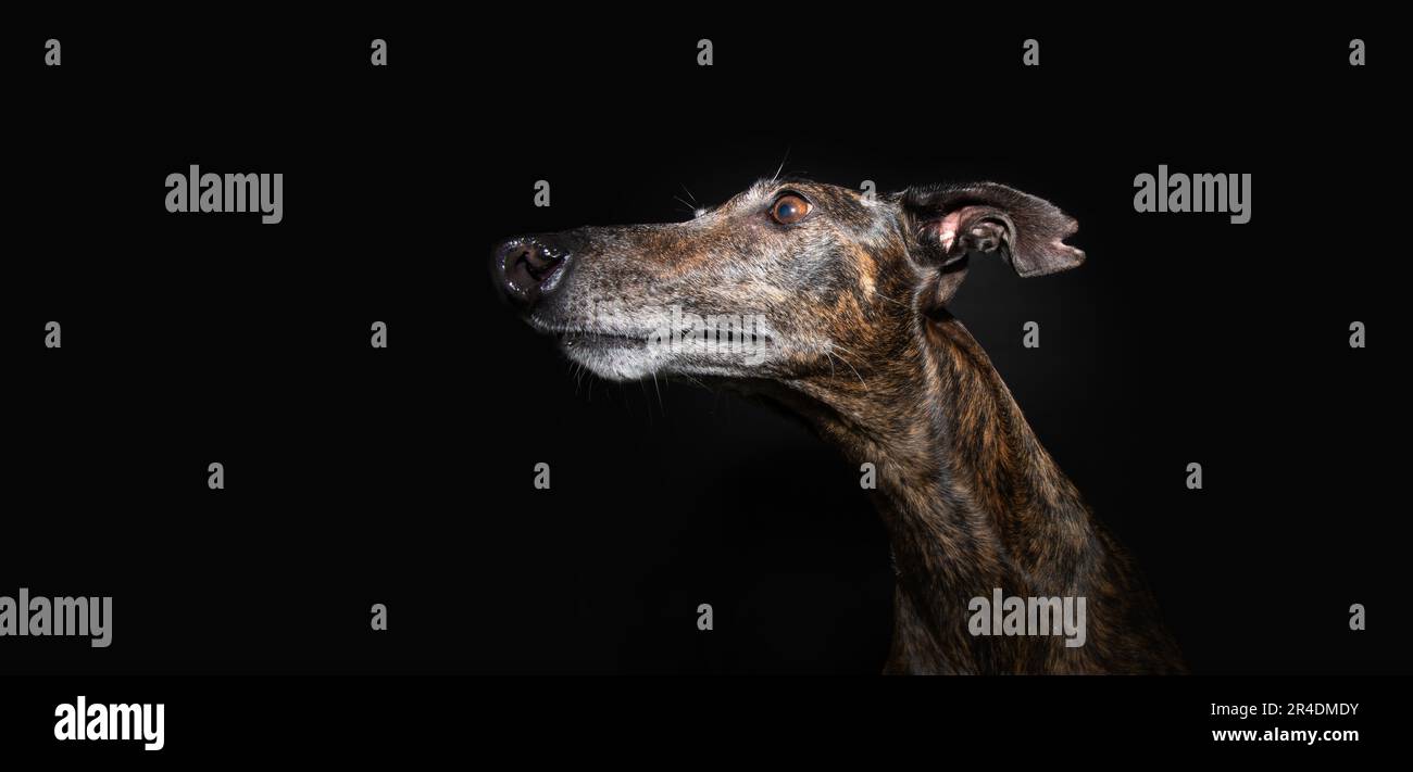 Profile brindle greyhound with serious expressios face and looking away ...