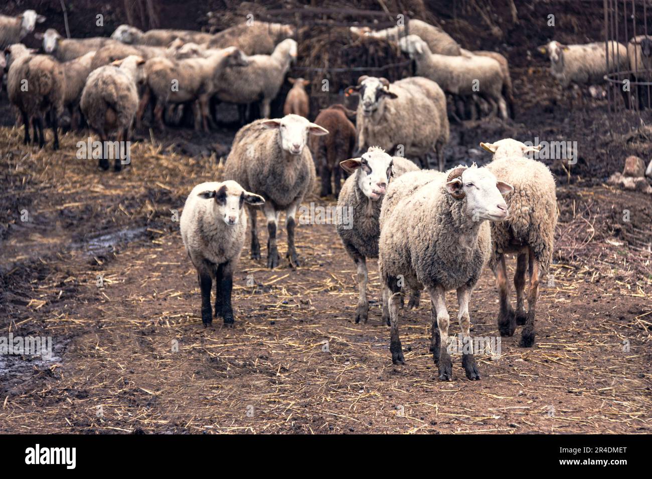 Sheepfold hi-res stock photography and images - Alamy