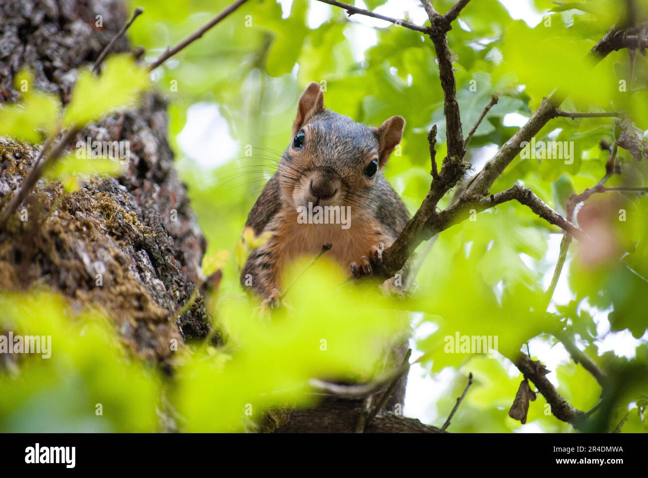 Curious Eastern Grey Squirrel looking down from a tree Stock Photo - Alamy