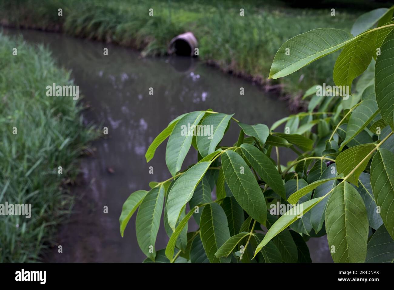 Tree branch with a stream of water as background Stock Photo - Alamy