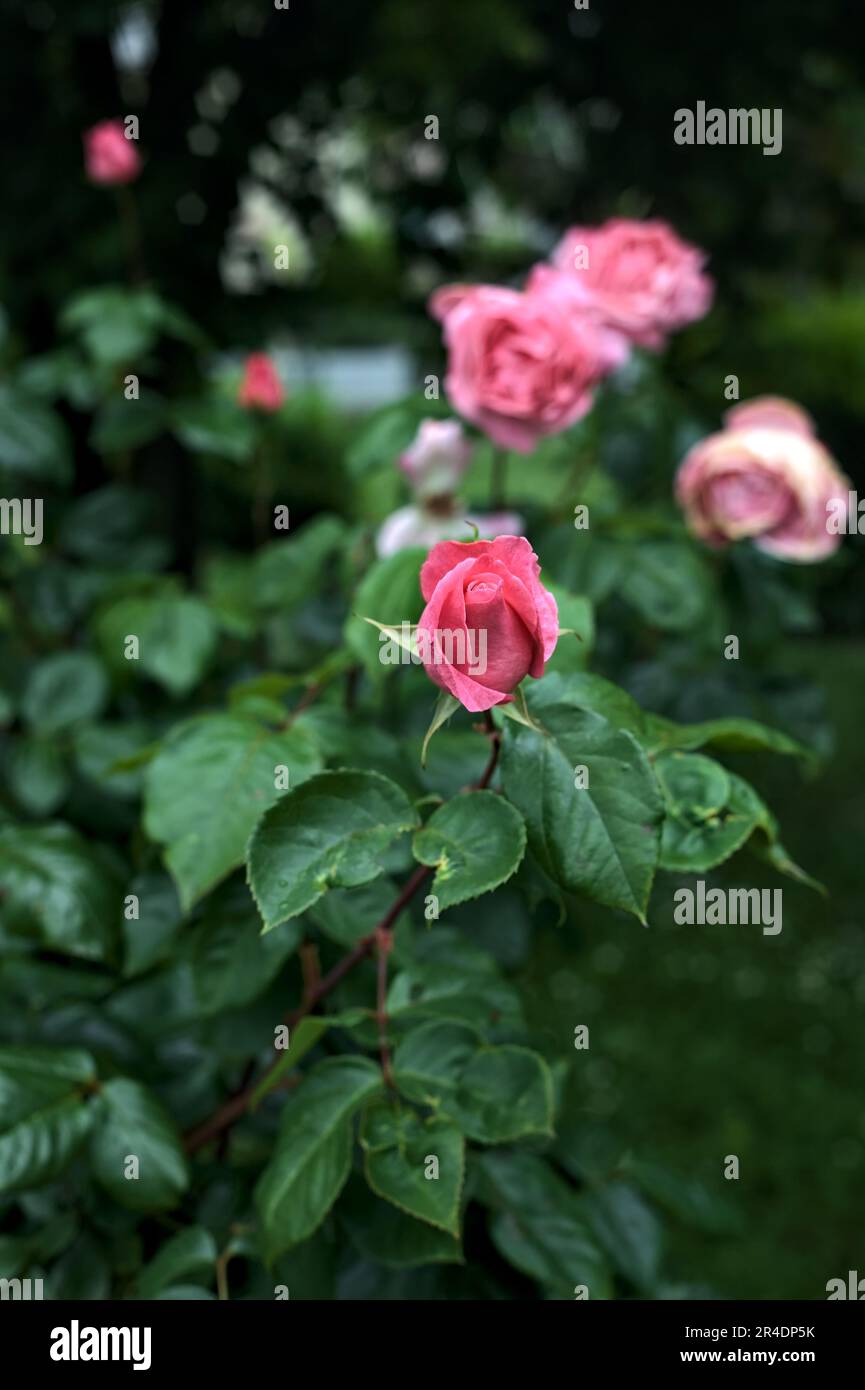 Pink roses with rain drops on it in a bush seen up close Stock Photo ...