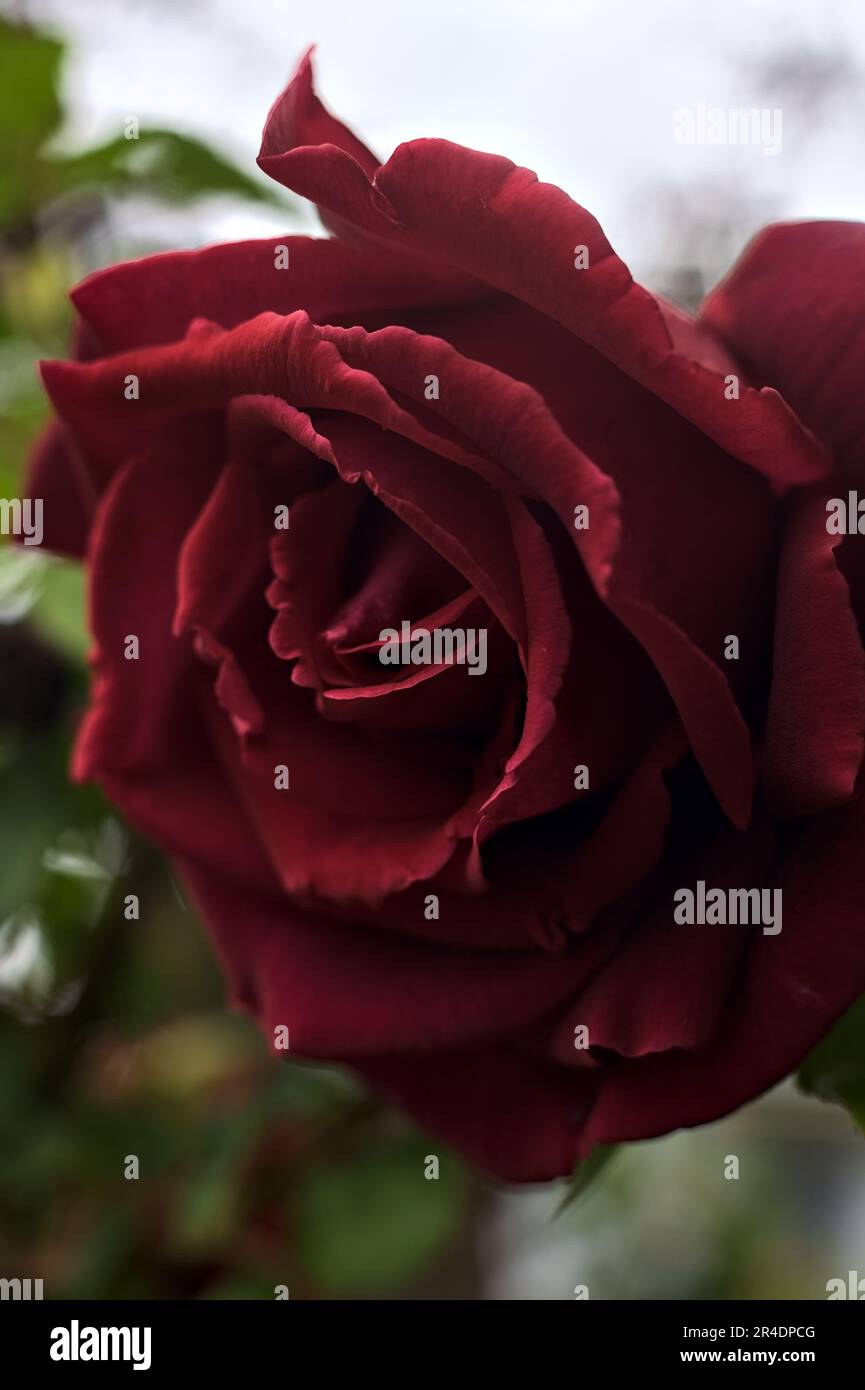 Red rose in bloom seen up close Stock Photo - Alamy