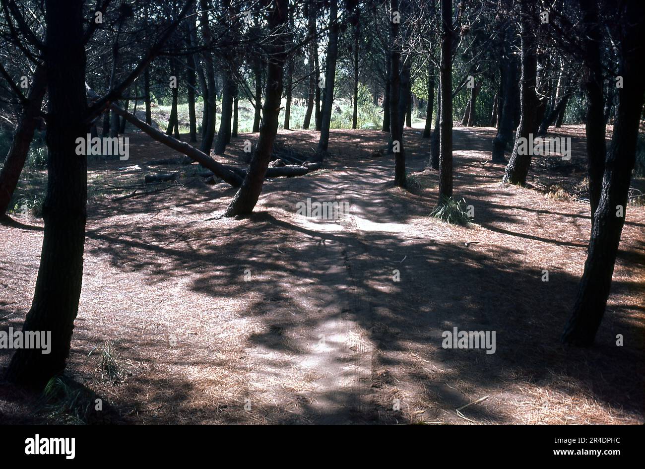 Pinewood in Villa Gesell, Argentina, South America, circa 1970 Stock ...