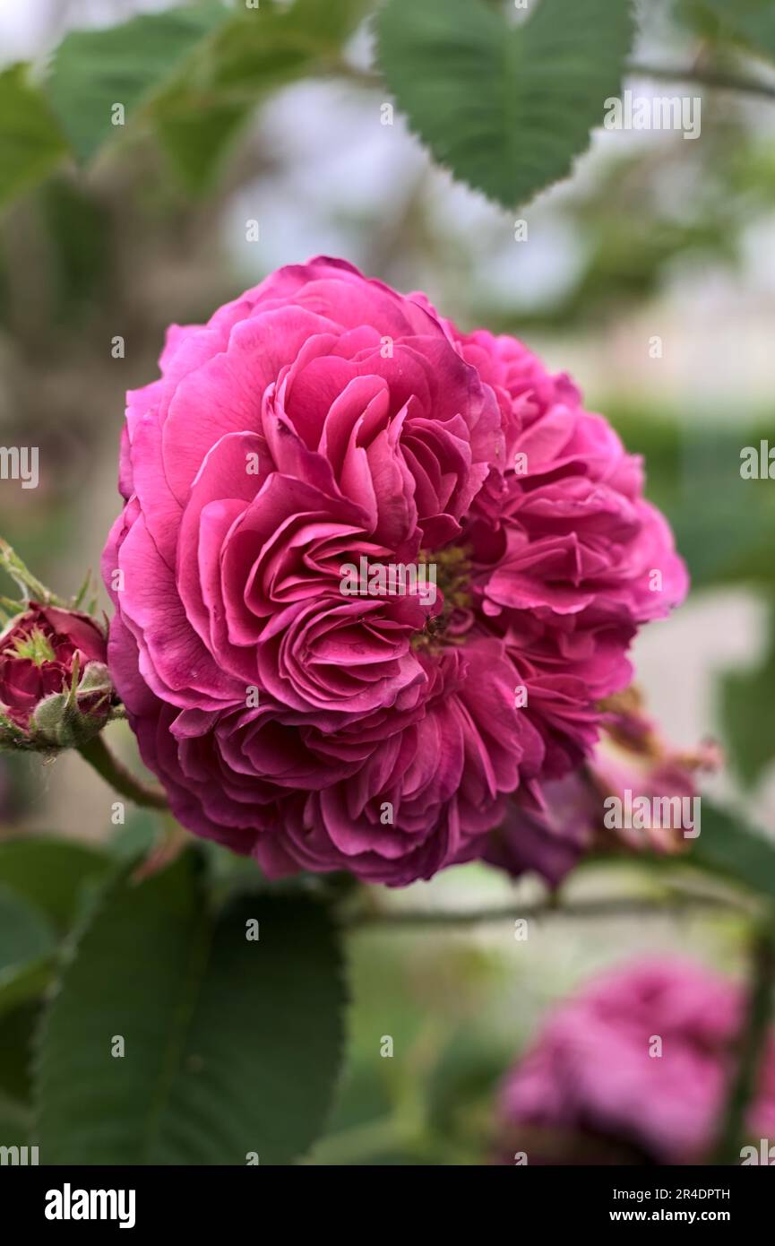 Pink english roses in bloom in a bush seen up close Stock Photo - Alamy