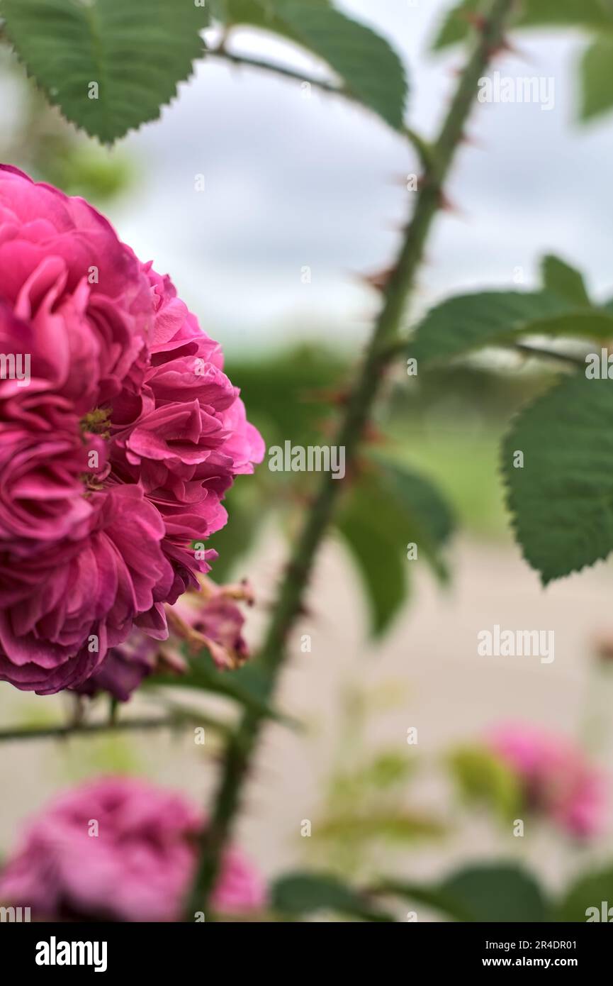 Pink english roses in bloom in a bush seen up close Stock Photo - Alamy