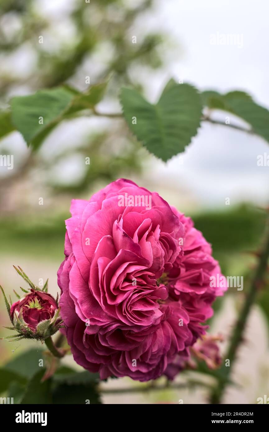 Pink english roses in bloom in a bush seen up close Stock Photo - Alamy