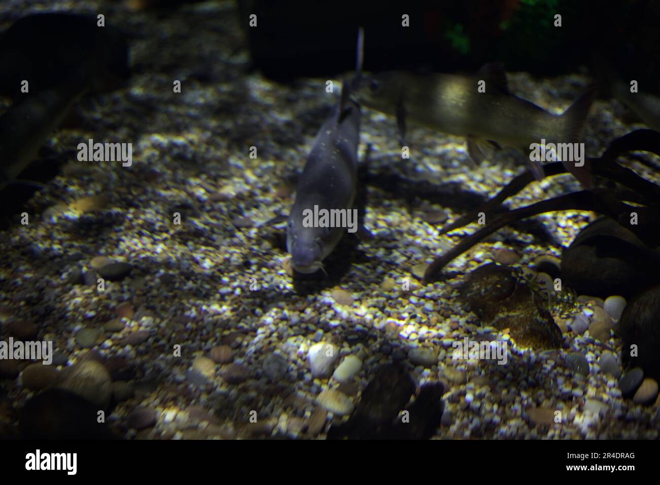 Tropical fishes in an aquarium tank seen up close Stock Photo - Alamy