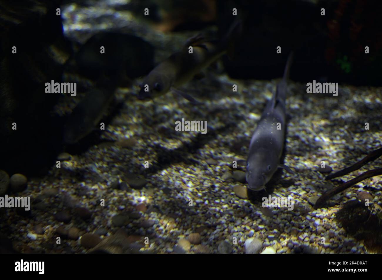 Tropical fishes in an aquarium tank seen up close Stock Photo - Alamy