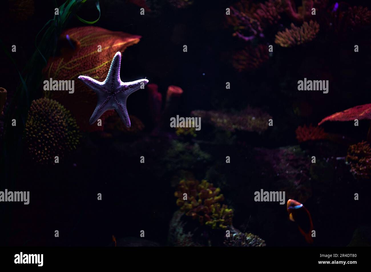 Starfish in an aquarium tank seen up close Stock Photo - Alamy