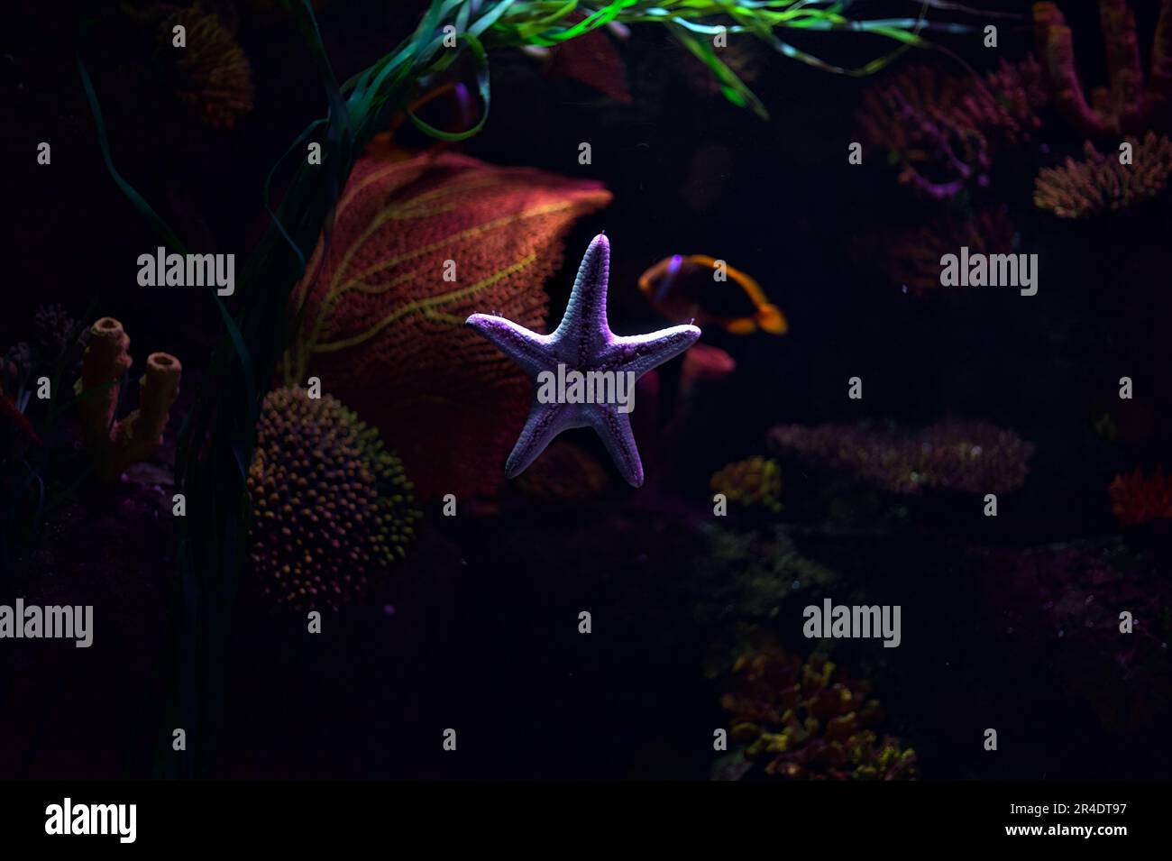 Starfish in an aquarium tank seen up close Stock Photo - Alamy