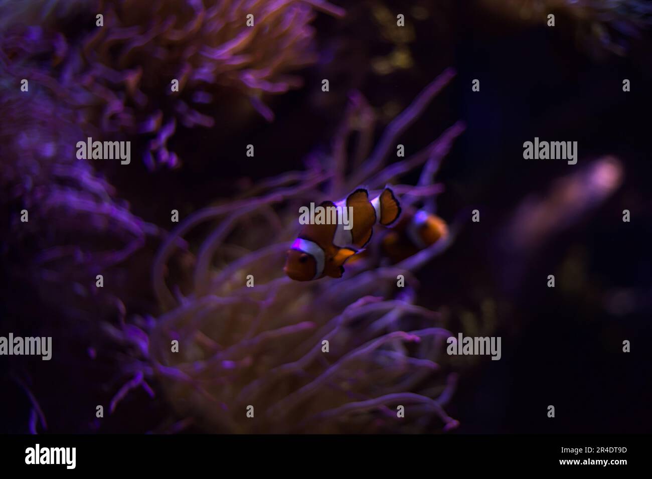 Clownfishes with sea urchins on a rock in an aquarium tank seen up ...