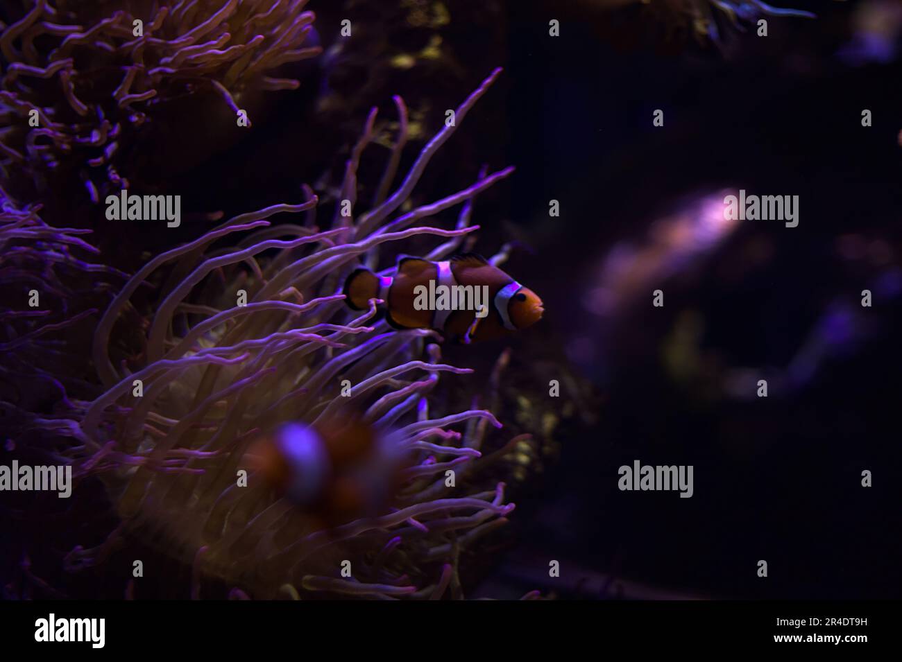 Clownfishes with sea urchins on a rock in an aquarium tank seen up ...