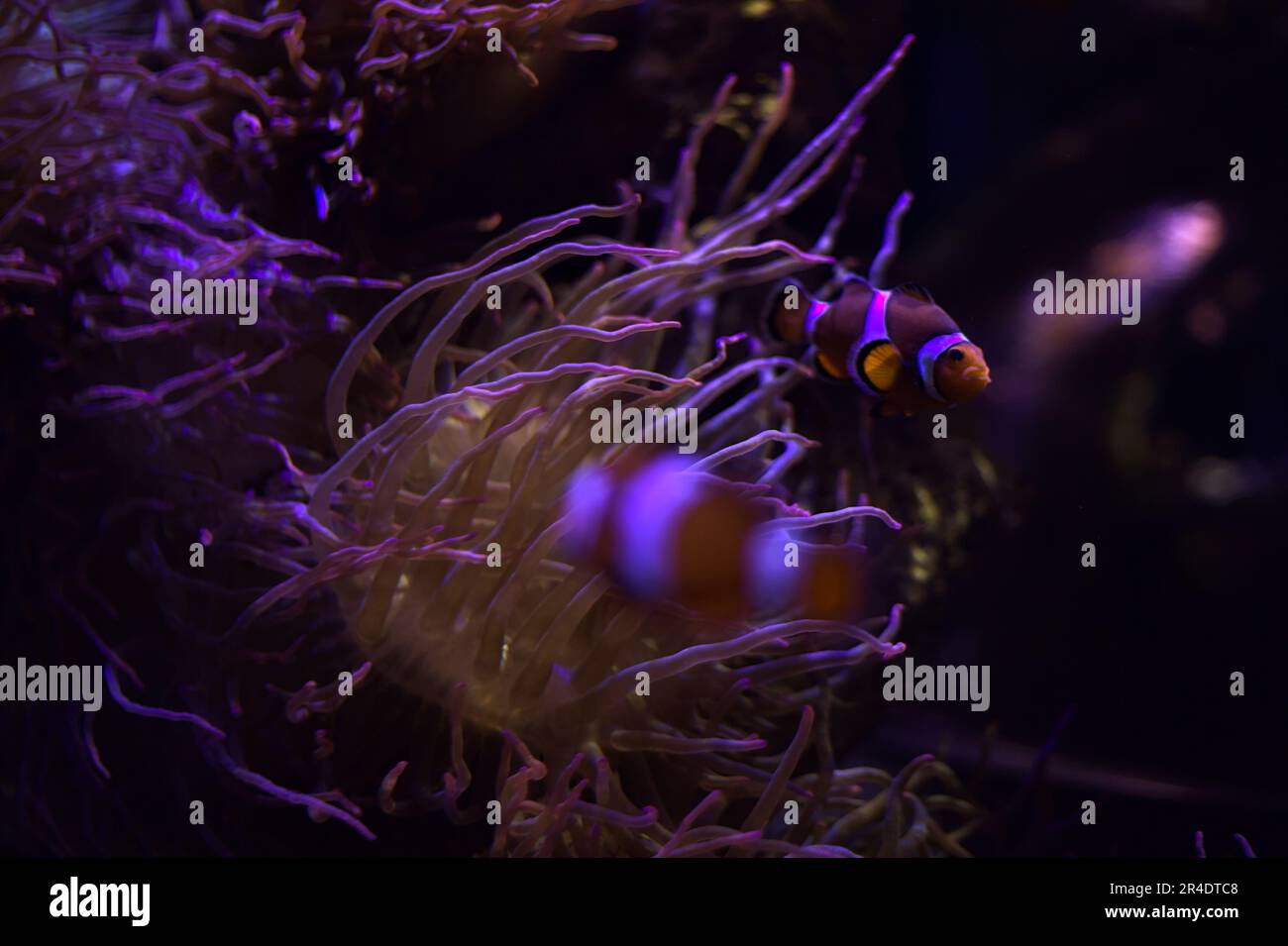 Clownfishes with sea urchins on a rock in an aquarium tank seen up ...
