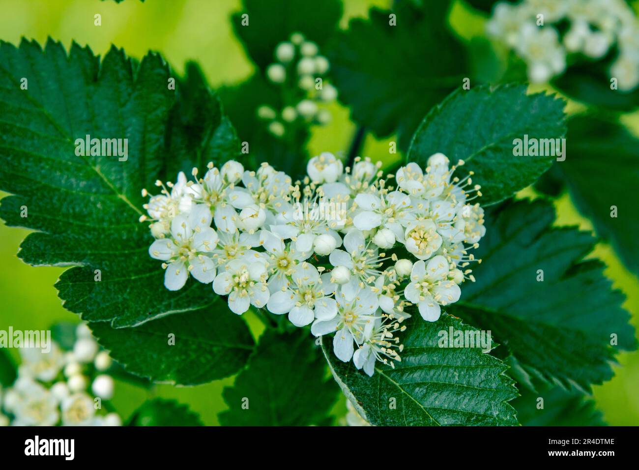 Beautiful blooming rowan tree branches with white flowers growing in a ...